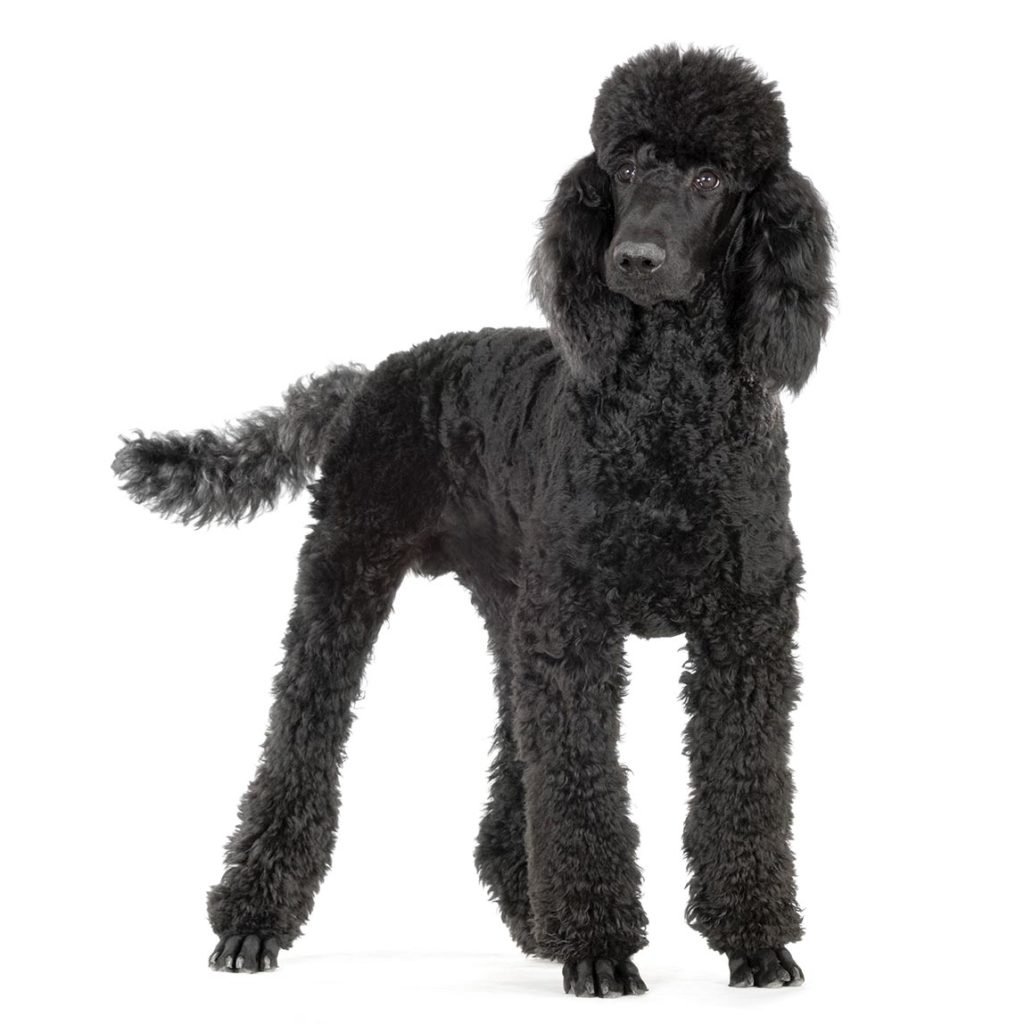 Le Grand Caniche - Elevage Sommets Alsaciens